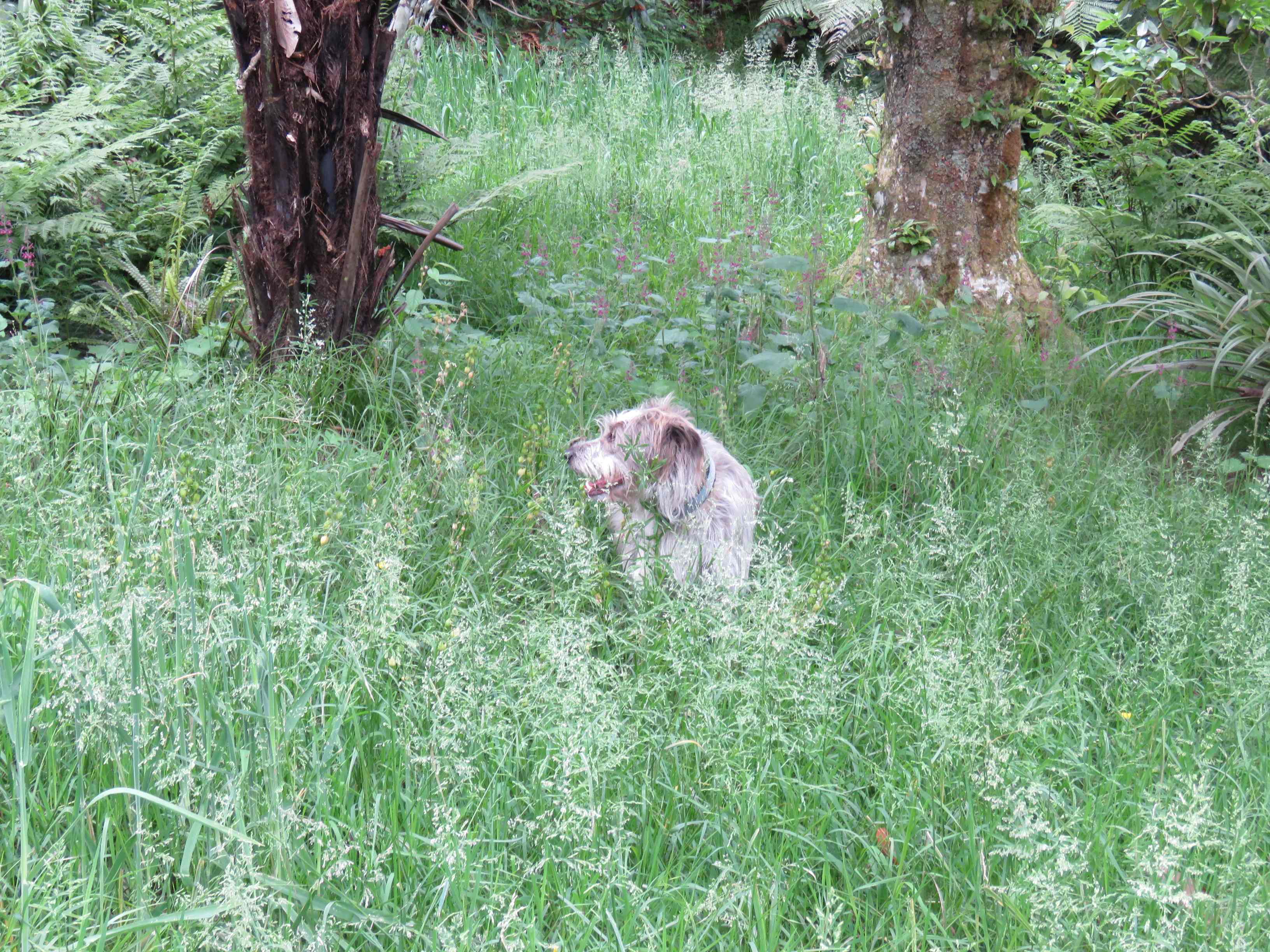 Tikorangi The Jury Garden | Mark and Abbie Jury | Page 3