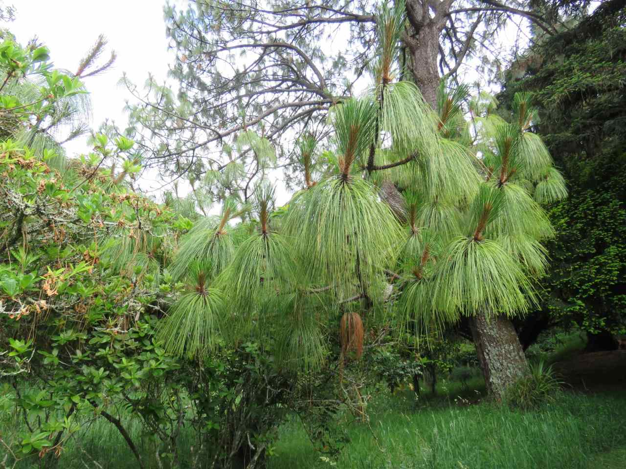 Tikorangi The Jury Garden | Mark and Abbie Jury