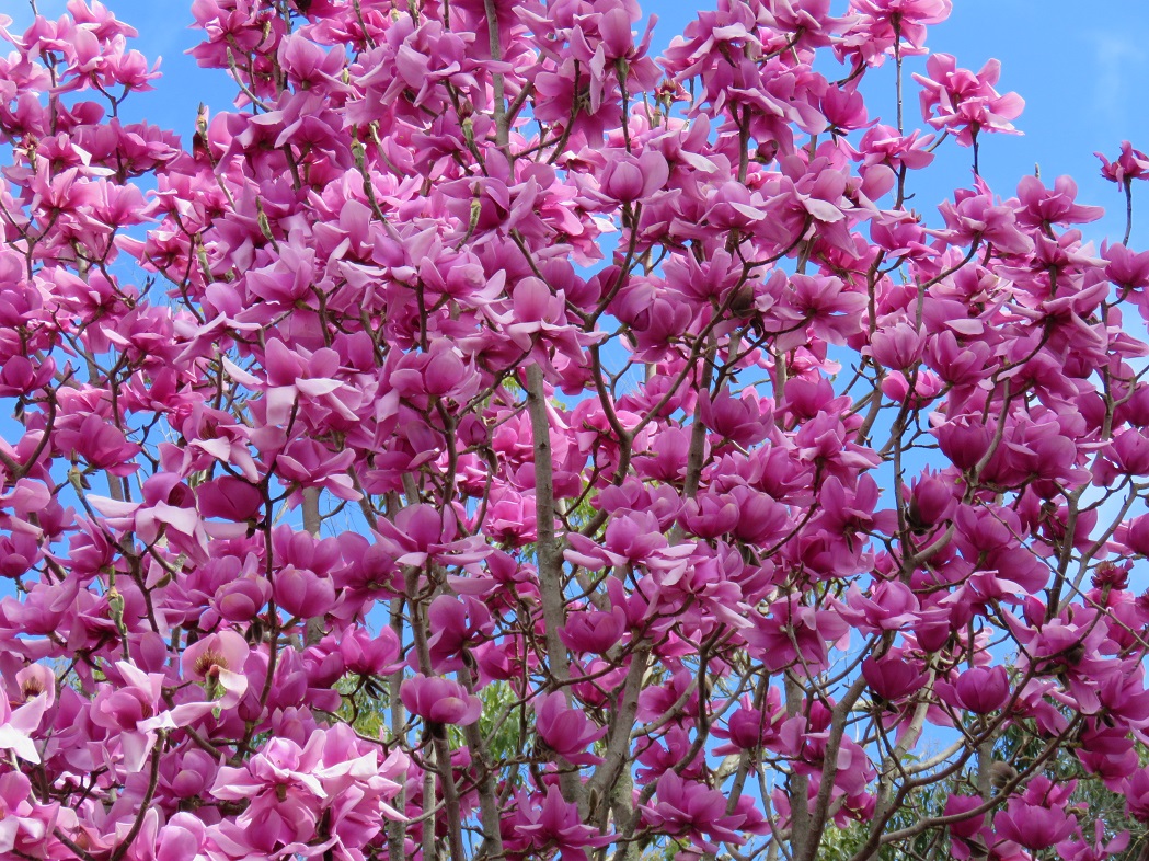 Tikorangi The Jury Garden | Mark and Abbie Jury