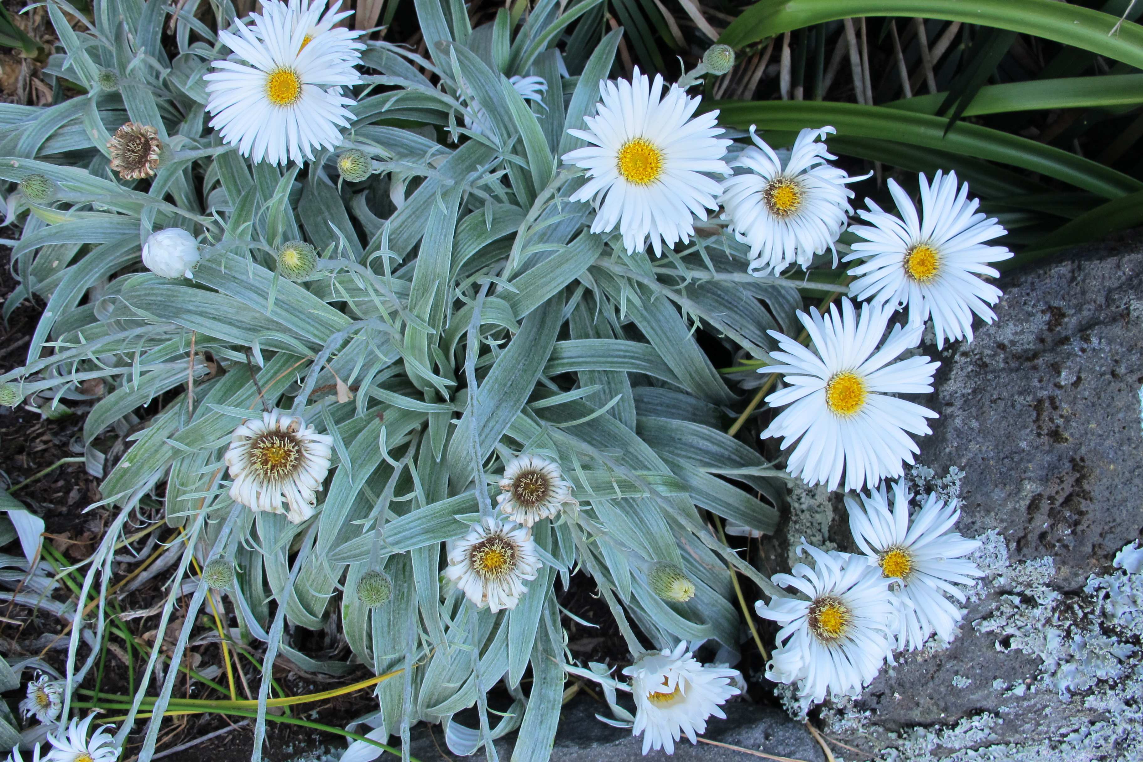 Our very own mountain daisy, the celmisia | Tikorangi The Jury Garden